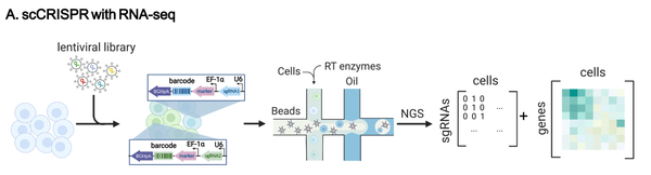 Adv Sci 综述｜范骁辉/王毅团队评述基于CRISPR和单细胞组学的大规模基因筛选技术及其应用 - 知乎