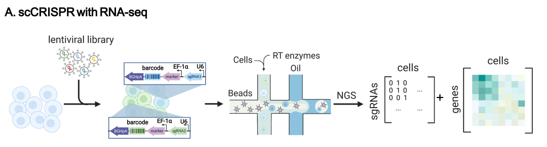 Adv Sci 综述｜范骁辉/王毅团队评述基于CRISPR和单细胞组学的大规模基因筛选技术及其应用 - 知乎