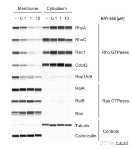 《每周一文》003——新型小分子抑制剂阻断GGTase-I/Rho-GTPase信号通路发挥抗肿瘤作用 - 知乎