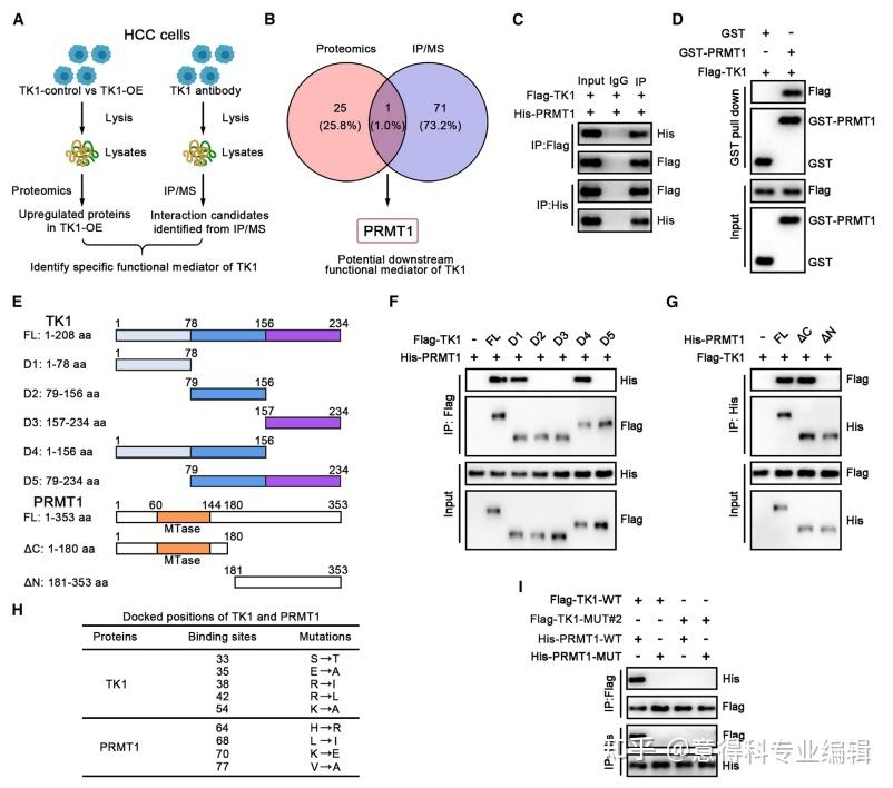 IF：29！国自然热点代谢重编程再发高分！南京医科大学王学浩/武汉大学张鹏团队揭示TK1在肝细胞癌中重要作用 - 知乎
