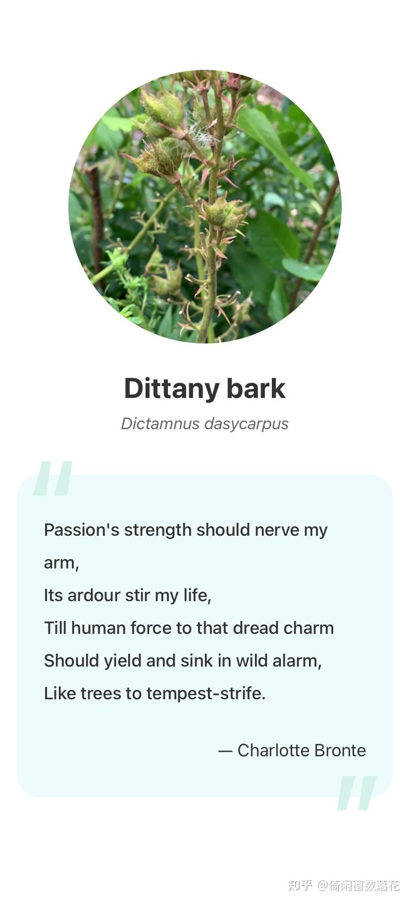 我的花园植物3: 迪达尼树皮（Dittany bark） - 知乎