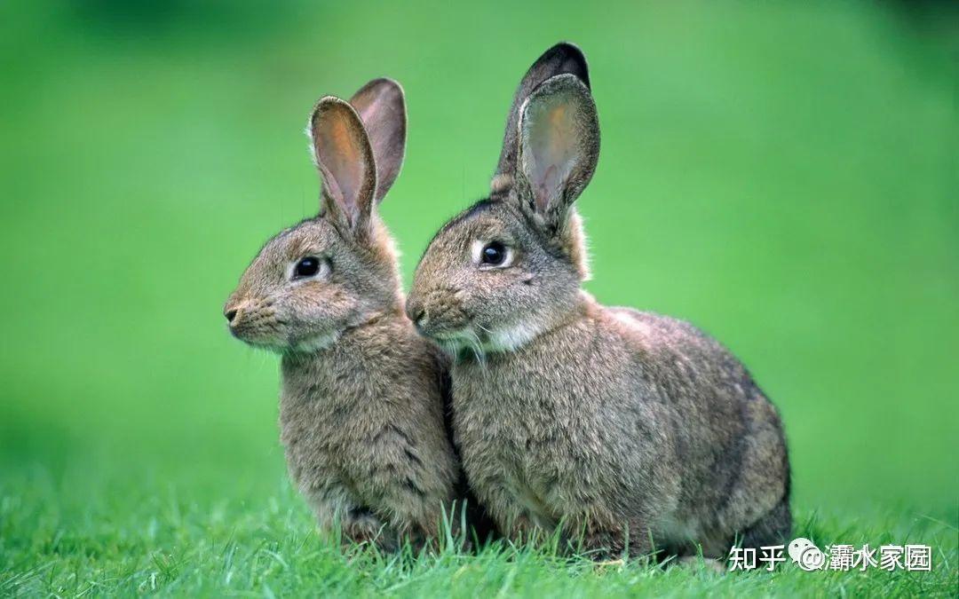 兔年说兔，这些“兔”文化你都知道吗？ - 知乎