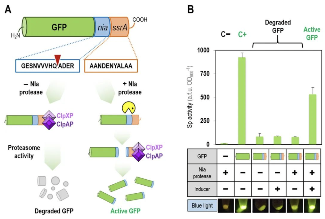 基于SsrA/NIa的革兰阴性菌蛋白质水平翻译后调控策略 - 知乎