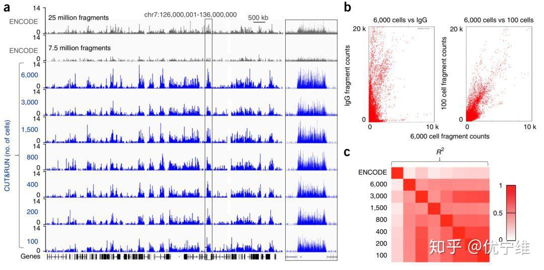 两篇文献带你快速了解CUT&RUN技术 - 知乎