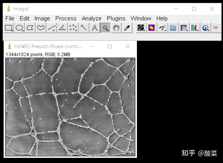 老司机带你使用ImageJ高效分析图片 - 知乎