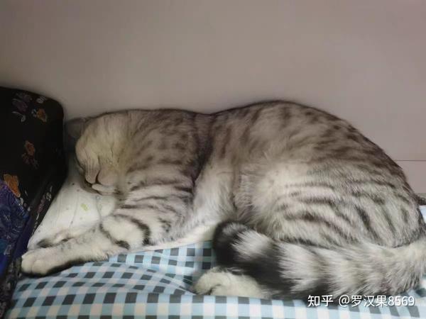 自己养猫后才知道的事——猫应激要赶快吃药! 知乎