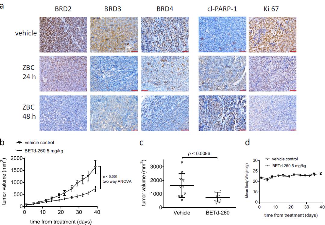 PROTAC诱导的BET蛋白降解通过触发细胞凋亡显示出强大的抗骨肉瘤活性 - 知乎