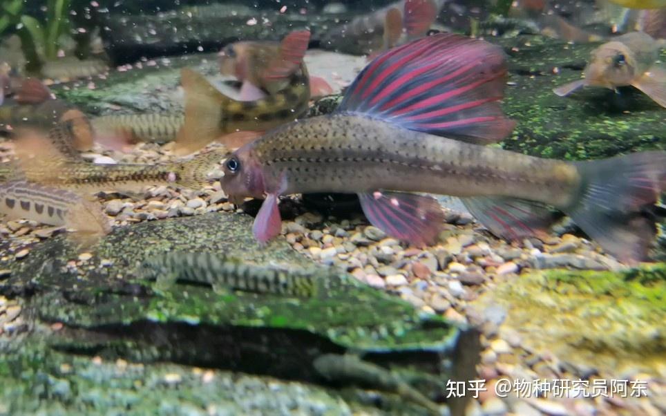 “溪流"鳍"手”建德小鳔鮈Microphysogobio tafangensis - 知乎