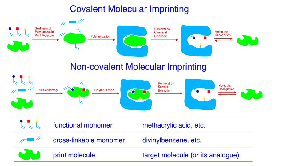 molecularly imprinted polymer (MIP) - 知乎