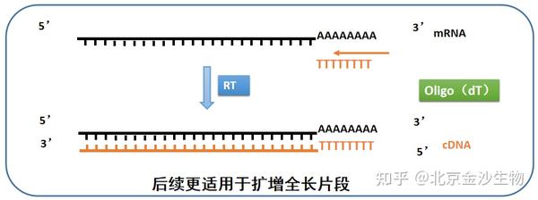小知识 | 了解逆转录，获得高质量cDNA（四） - 知乎
