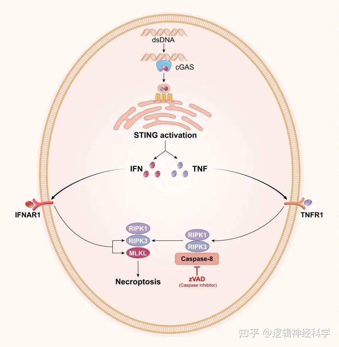 J Neuroinflammation 综述︱倪文飞/周凯亮团队聚焦STING通路在CNS损伤后神经炎症及细胞死亡中的重要作用 - 知乎