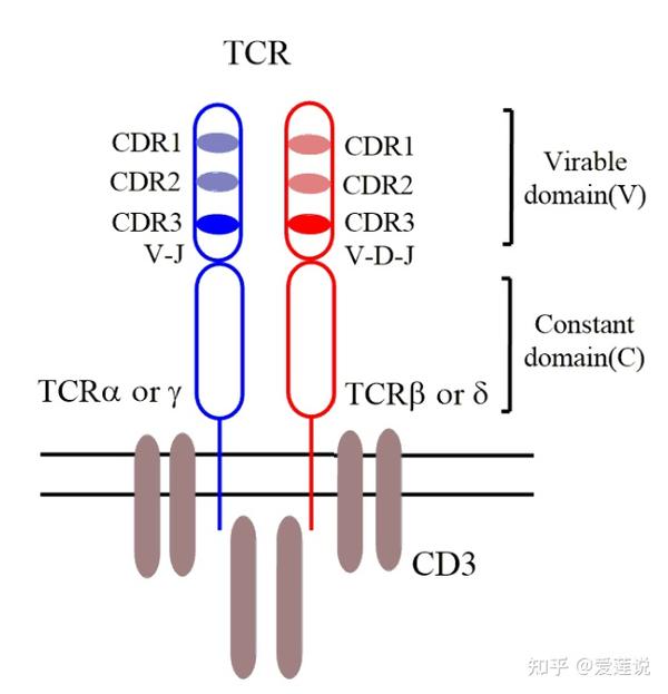 TCR和BCR是什么？对于疾病研究有何意义？ - 知乎