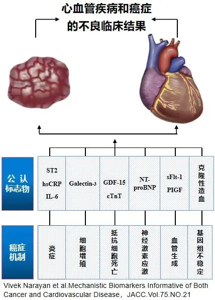 刘莹教授：肿瘤心脏病学，从最新进展到临床实践 - 知乎