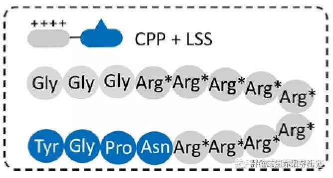 新型蛋白降解技术——GlueTAC - 知乎