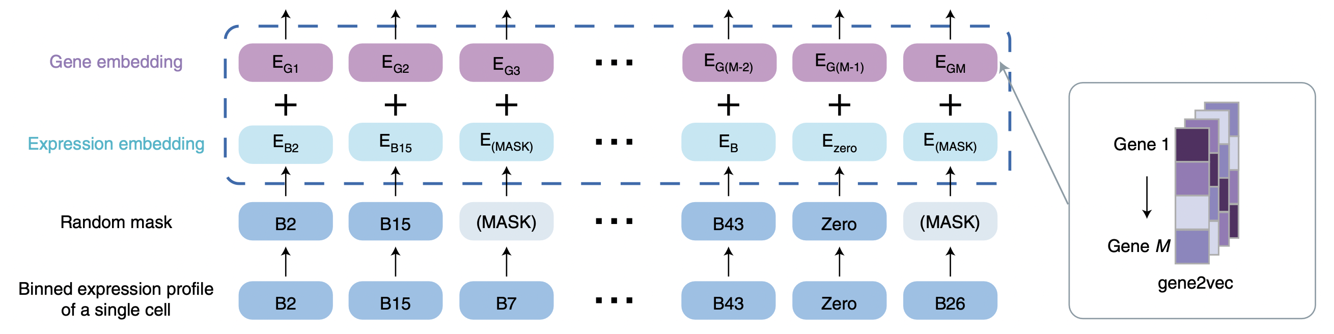 (四) scBERT 技术解读 | scRNA-seq 的语言建模进行精准的细胞类型注释 - 知乎