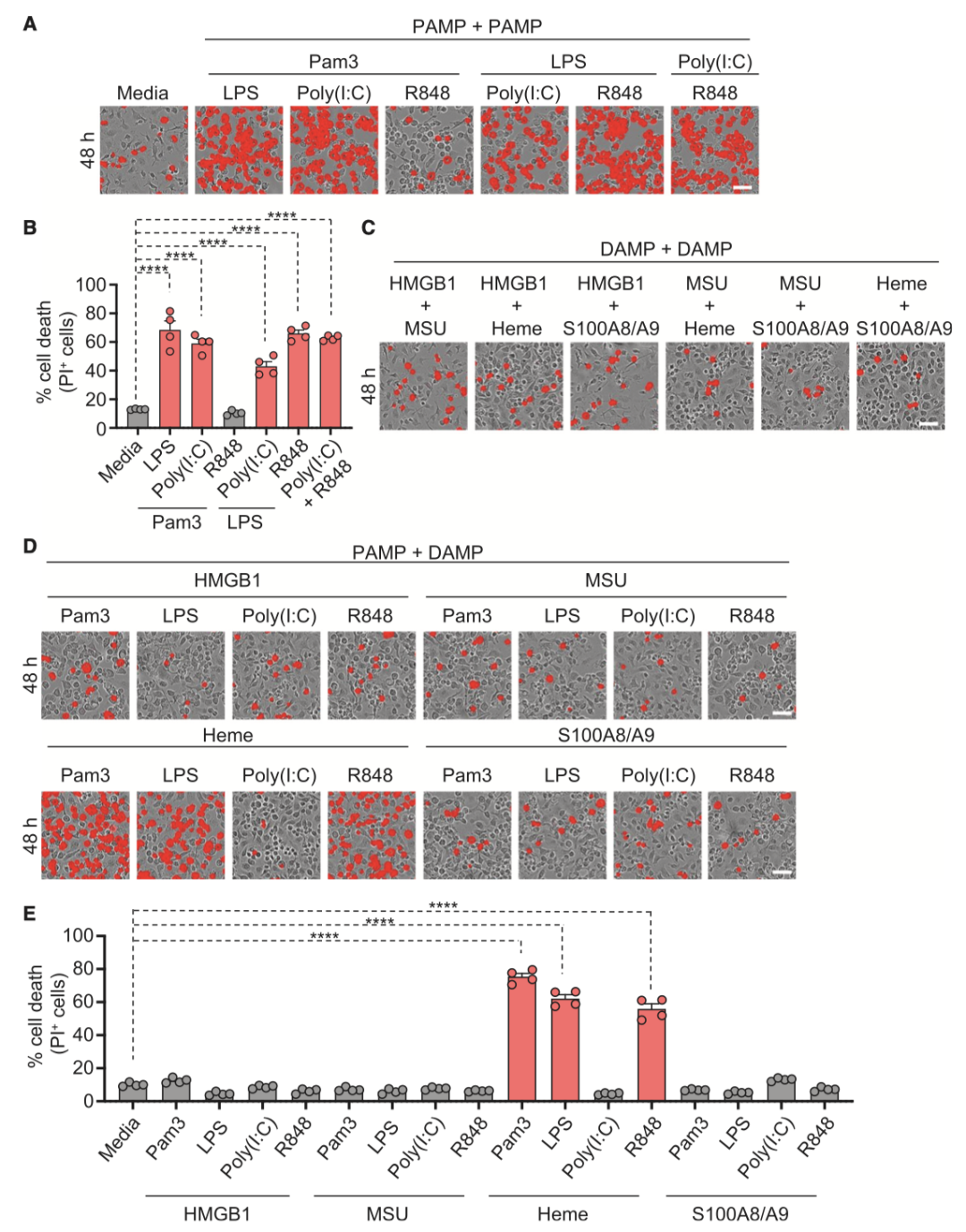 Cell丨NLRP12——PANoptosis新关键分子 - 知乎