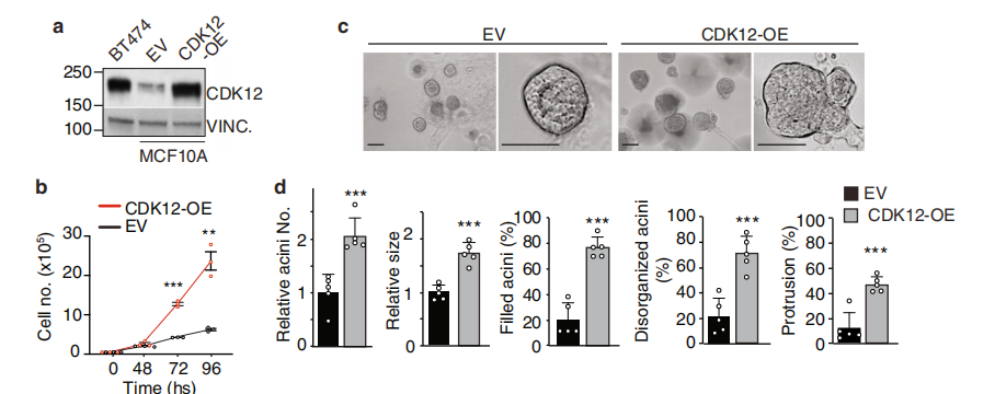 Nat Commun | 转录组+代谢组解析经典靶点CDK12致癌机制 - 知乎