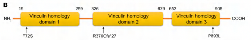 国内FEVR疾病研究团队发现新致病基因 - 知乎