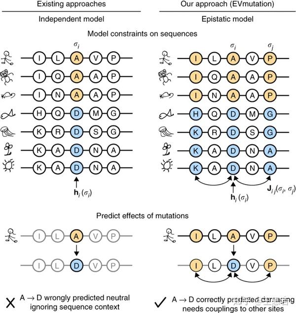 【Mutation_paper_1】EVmutation - 知乎