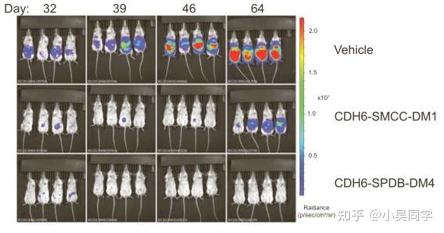 CDH6靶点进展：HKT288鹿死临床，DS-6000孤勇前行 - 知乎