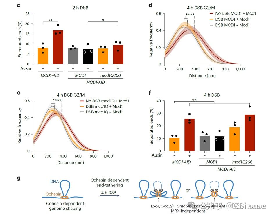 NCB|看Cohesin如何介导DNA双链断裂末端连接 - 知乎