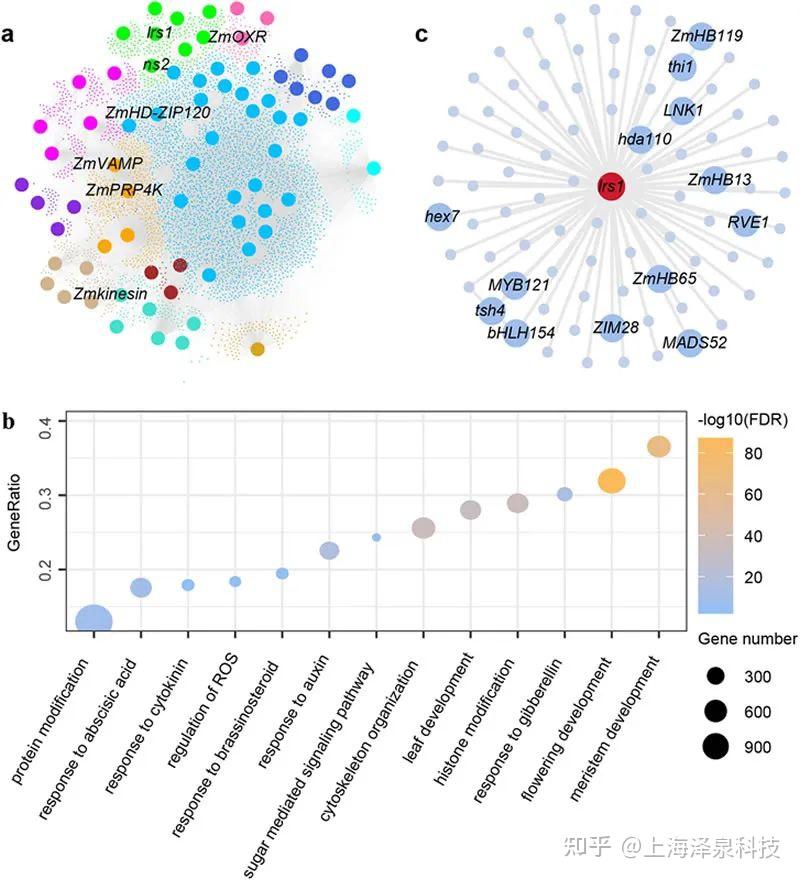 Nature Communications：中国研究团队利用QTG-Miner系统解析玉米雄穗分枝数遗传基础 - 知乎