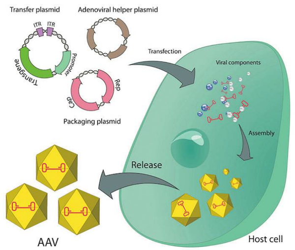 腺相关病毒包装知多少 - 知乎