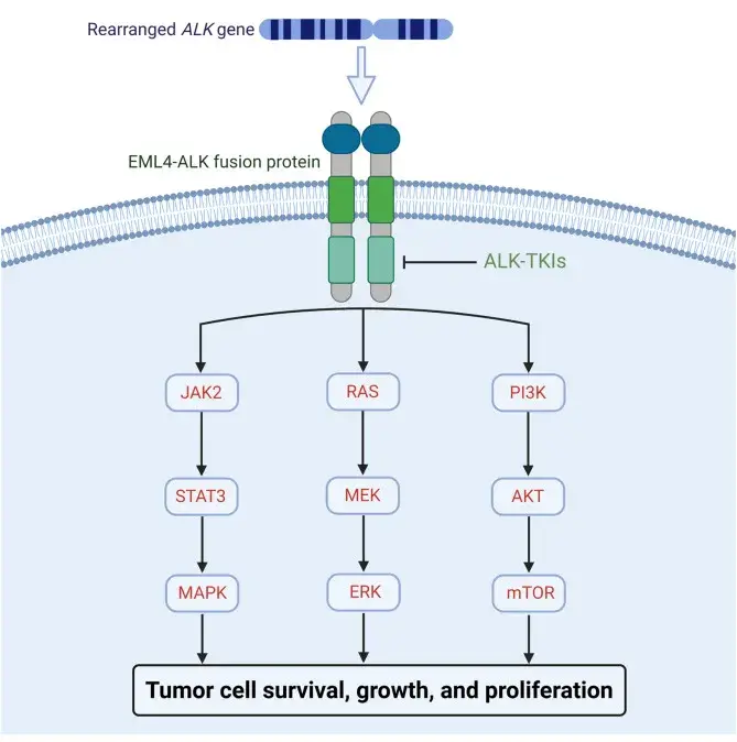 非小细胞肺癌（NSCLC）：新兴的治疗靶点以及治疗药物 - 知乎