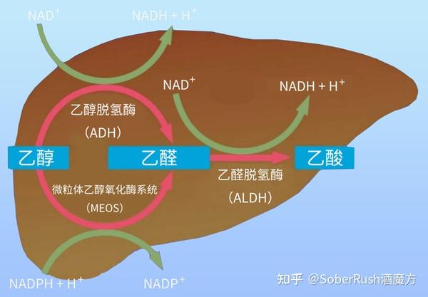 Sober Rush酒魔方 解酒护肝防宿醉”三合一,yyds! 知乎