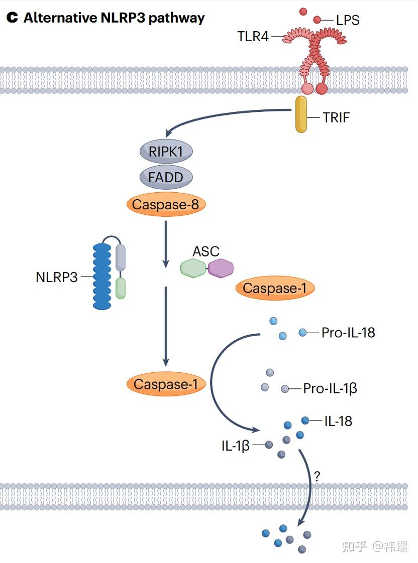 驱动NLRP3炎症小体激活的分子机制 - 知乎