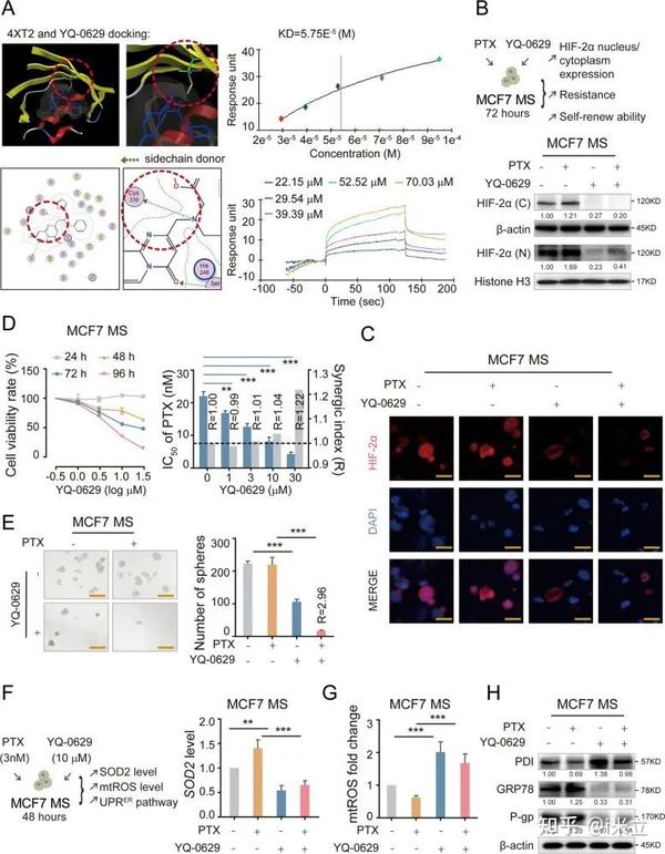 线粒体和内质网交互作用重编程细胞干性：新型HIF-2α-SOD2-mtROS-PDI/GPR78-UPRER - 知乎