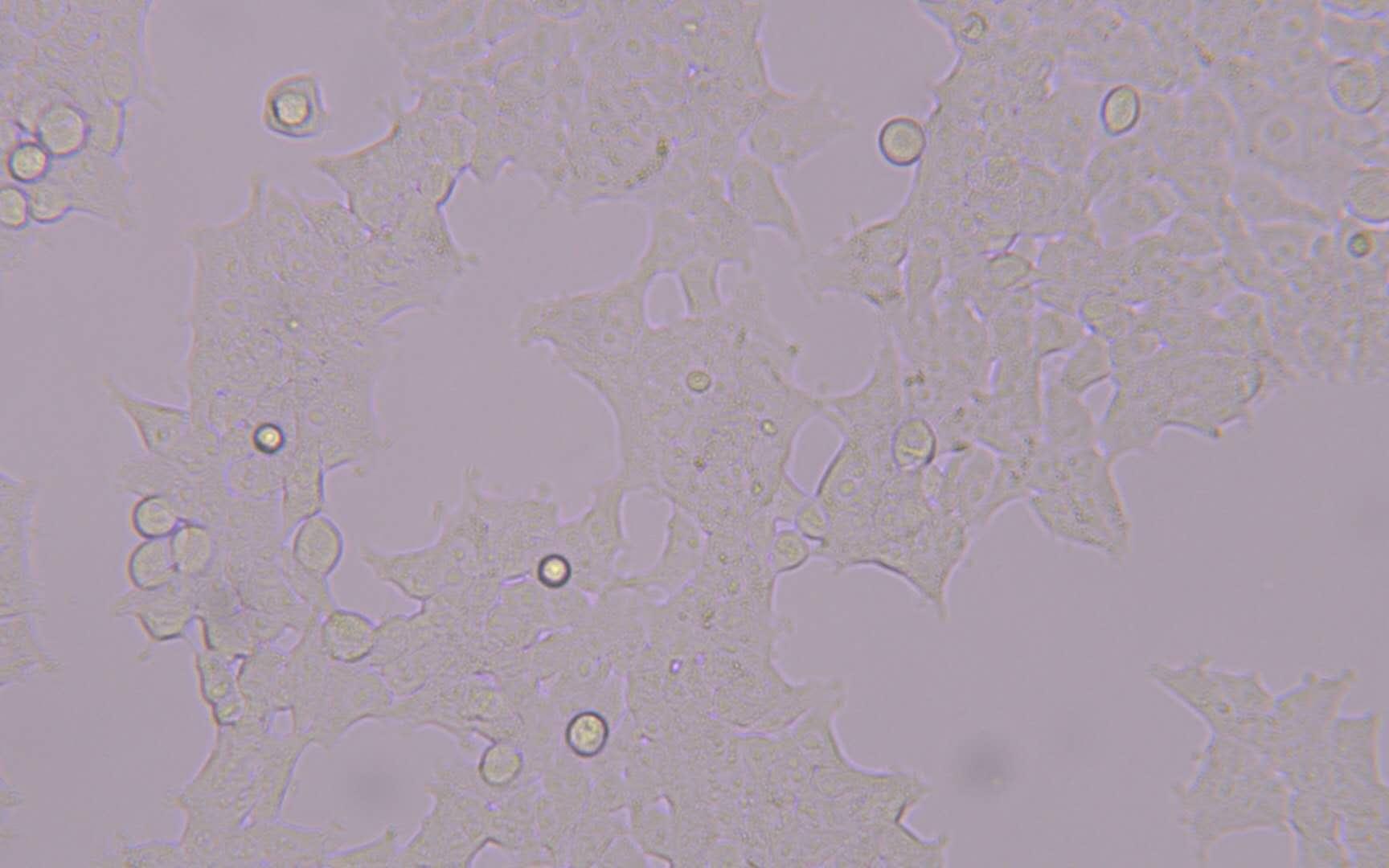 293T细胞在显微镜下的形态 - 知乎