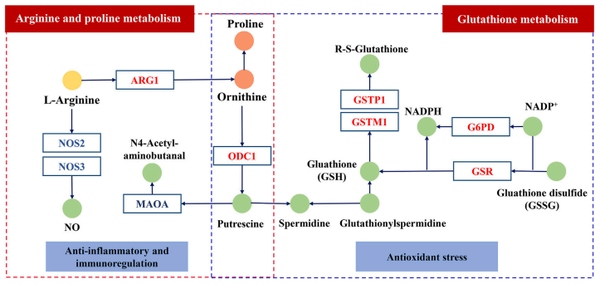 结合代谢组学和网络药理学研究康复消炎栓治疗慢性盆腔炎作用机制 - 知乎