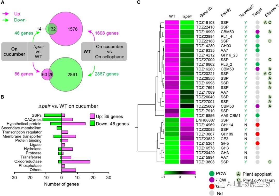 Science Advances | 研究揭示病原真菌侵染植物的新机制！ - 知乎