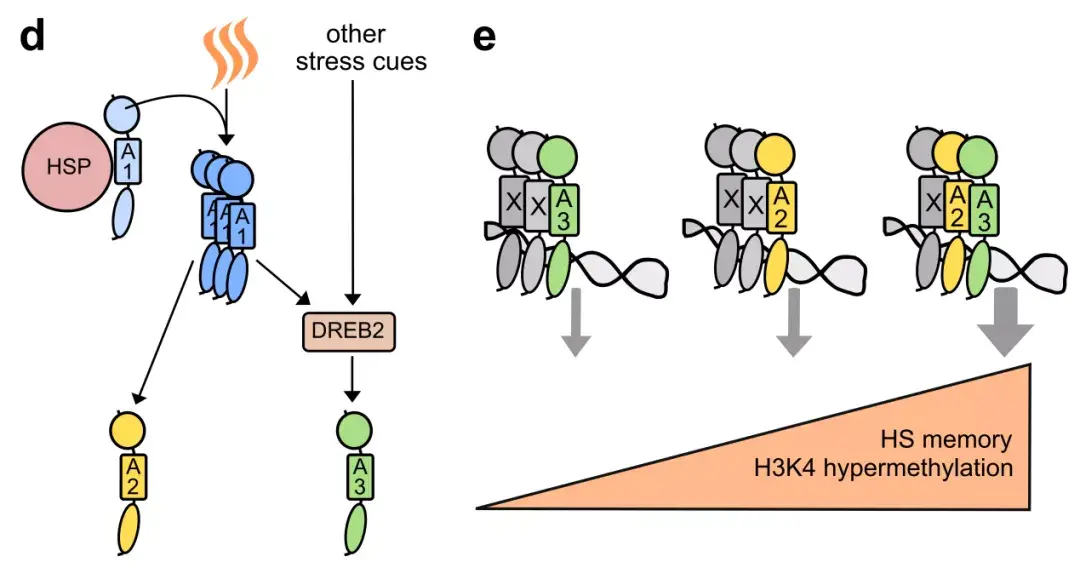 Nature Comm | 一个新的HSF转录因子HSFA2，在植物热胁迫记忆的转录调控中发挥作用 - 知乎