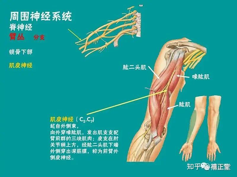 知识点|臂丛神经组成 - 知乎