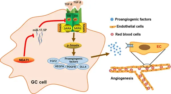 Front Cell Dev Biol|南方医科大学张庆玲教授揭示lncRNA NEAT1调控胃癌血管生成新机制 - 知乎