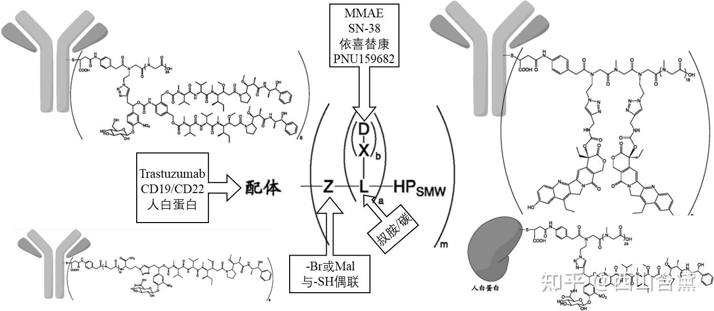 Beyond PEGylation：聚肌氨酸(Polysarcosine)在ADC领域的应用 - 知乎