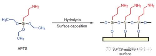（转载）蛋白纯化篇—金属螯合亲和技术：IDA & NTA，Ni2+ & Co2+ - 知乎