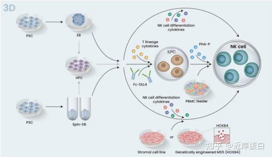 一文详解iPSC-NK细胞培养 - 知乎