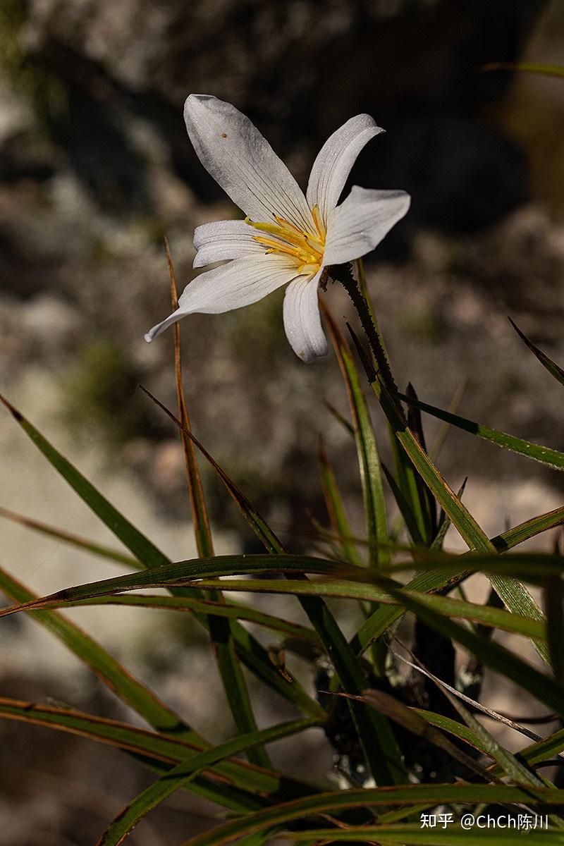 多肉植物全图鉴16：翡若翠科（Velloziaceae），黑炭木属（Xerophyta） - 知乎