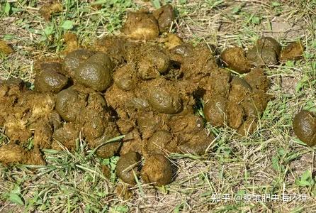 鸡粪、鸭粪、牛粪、猪粪、羊粪特点,这篇文章终于讲明白了 - 知乎
