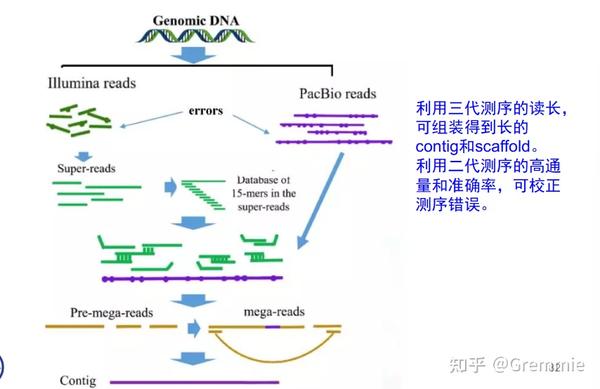 基因组装的概念/算法(OLC,K-mer)详解 - 知乎