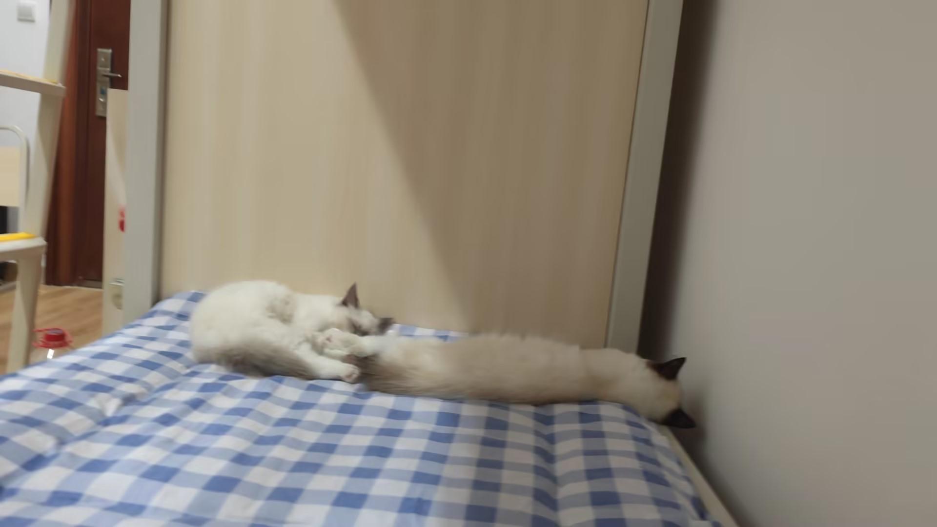 宿舍养猫会被处分嘛？大学生到底要不要在寝室养猫？？！ - 知乎