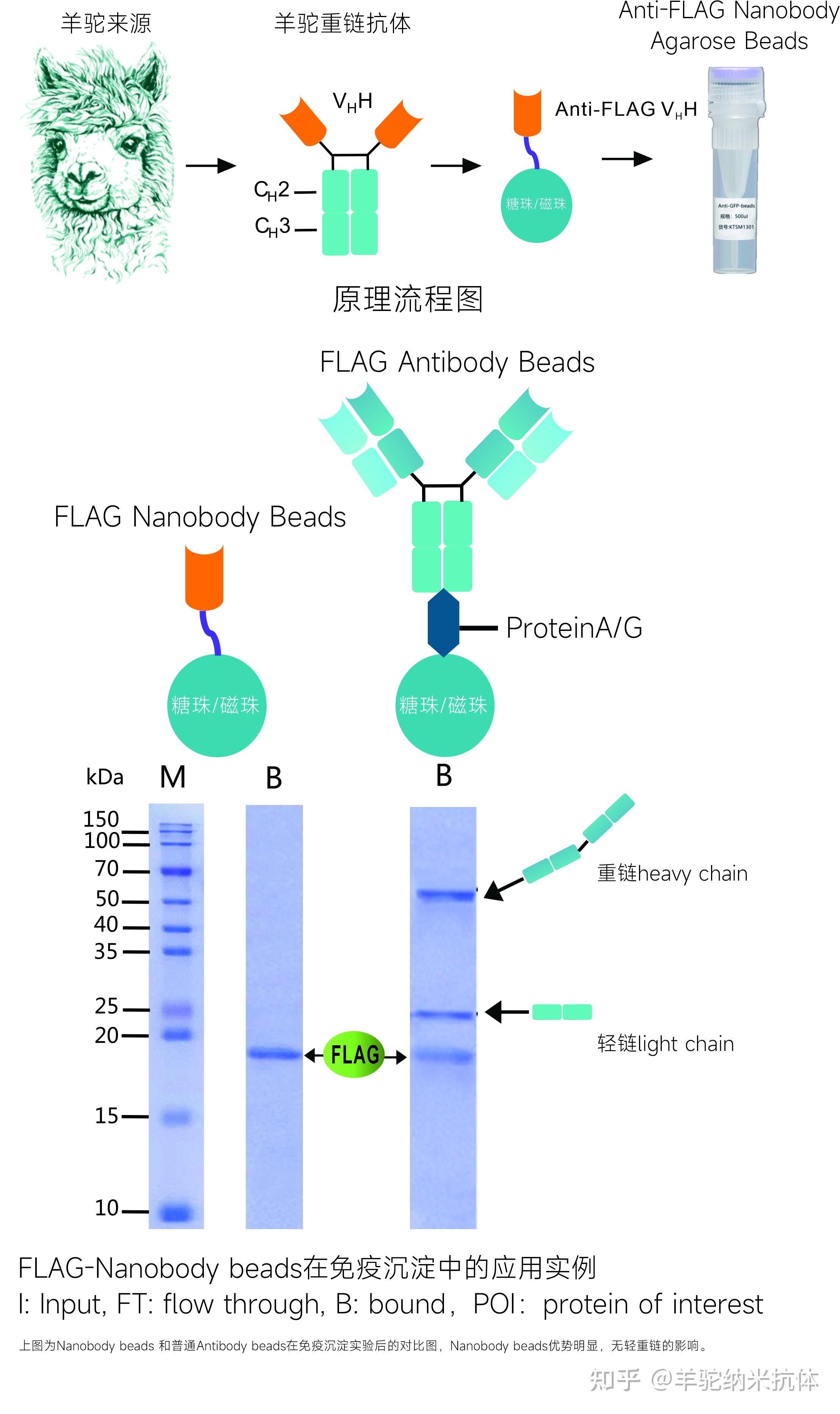 没有轻重链影响的标签纳米抗体BEADS - 知乎