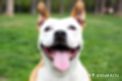 Albumentation文档 - 知乎