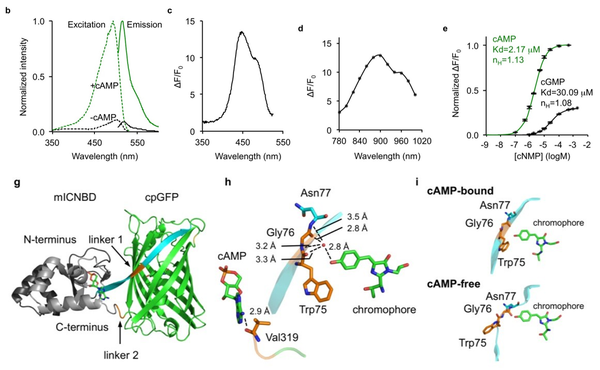 新型 | 荧光探针G-Flamp1，点亮第二信使cAMP的时空动态变化 - 知乎