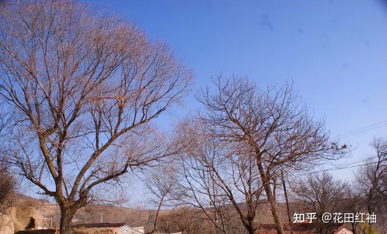 老人说 宅不栽五阴之木”，不吉利，到底是迷信还是有科学依据？ 知乎
