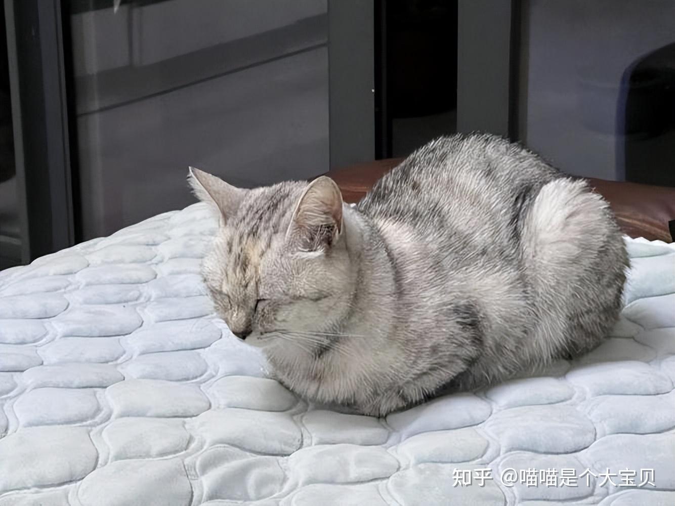解锁猫咪“睡姿”的含义，你家猫喜欢怎么睡呢？ - 知乎