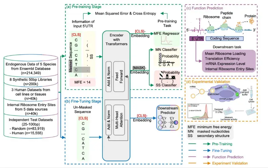 Nat. Mach. Intell.|设计超高效疫苗，普林斯顿团队开发首个解码mRNA序列大模型 - 知乎